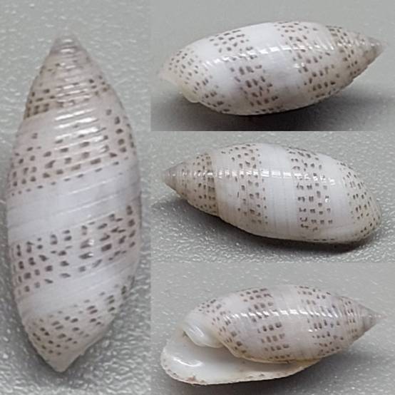 shellauction.net :: Pupa solidula - 3710938