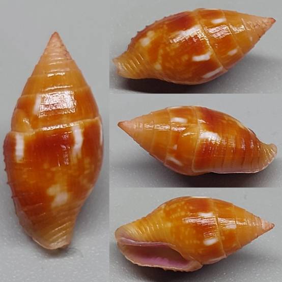 shellauction.net :: Pyrene flava - 3710943