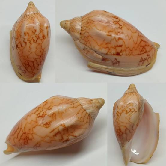 shellauction.net :: Cymbiola mariaemma - 3710987