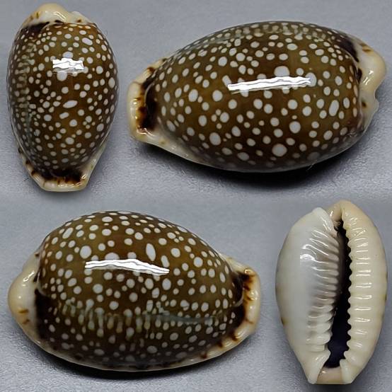 shellauction.net :: Naria labrolineata - 3711014