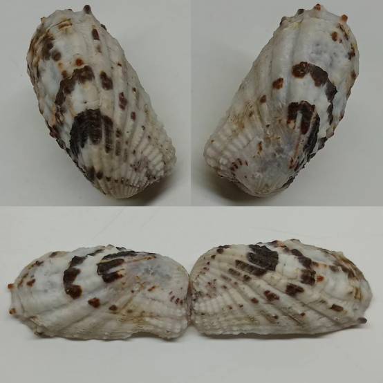 shellauction.net :: Cardita variegata - 3711148