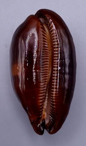 shellauction.net :: Talparia talpa f. vivida - 3711154