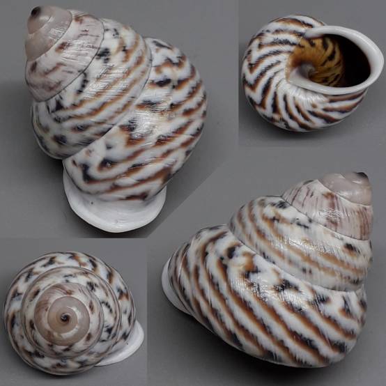 shellauction.net :: Canefriula lacteolata - 3711253