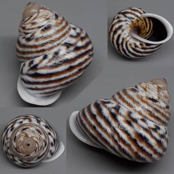 shellauction.net :: Canefriula lacteolata - 3711261