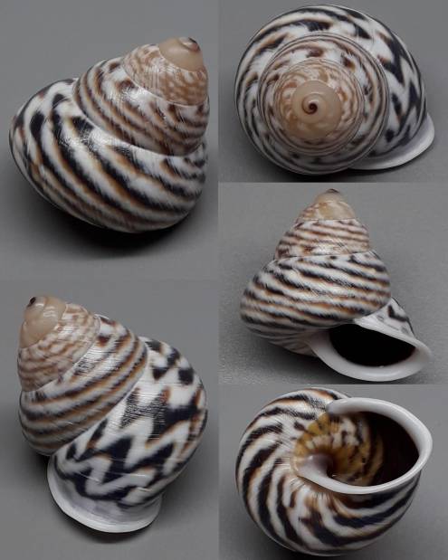 shellauction.net :: Canefriula lacteolata - 3711280