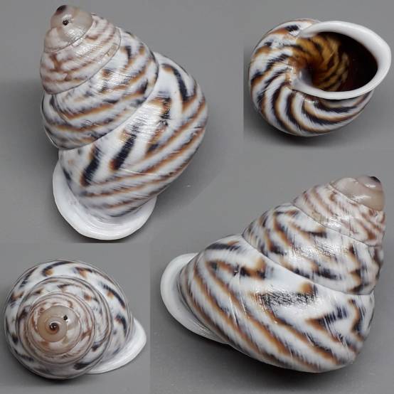 shellauction.net :: Canefriula lacteolata - 3711303