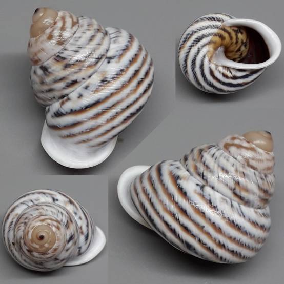 shellauction.net :: Canefriula lacteolata - 3711304