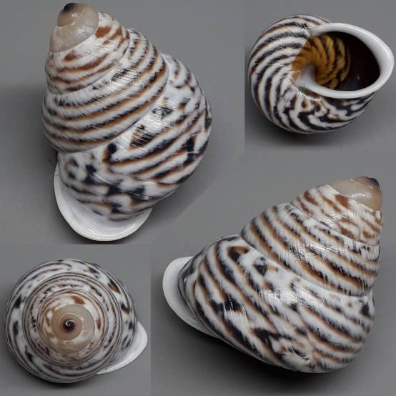 shellauction.net :: Canefriula lacteolata - 3711320