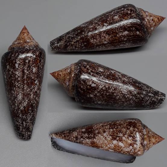 shellauction.net :: Conus gloriamaris - 3711376