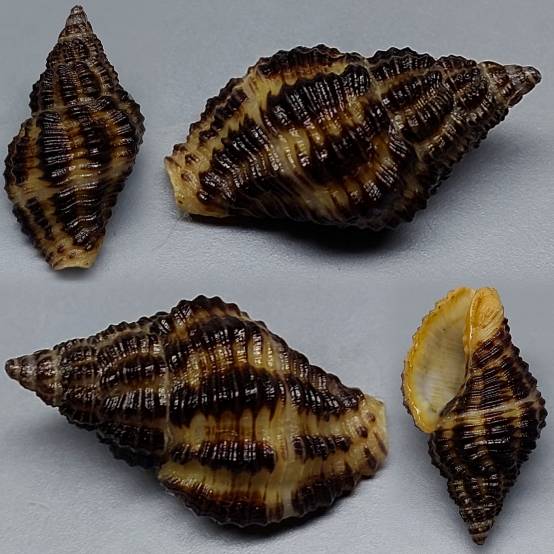 shellauction.net :: Pollia fumosa - 3711405