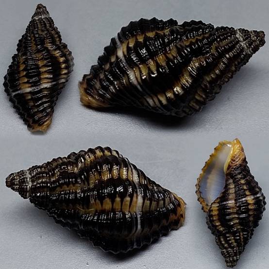 shellauction.net :: Pollia fumosa - 3711406