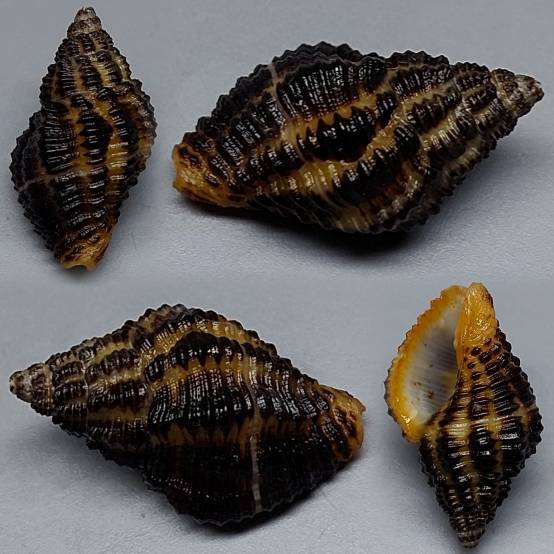 shellauction.net :: Pollia fumosa - 3711407