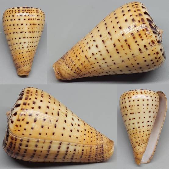 shellauction.net :: Conus betulinus - 3711438