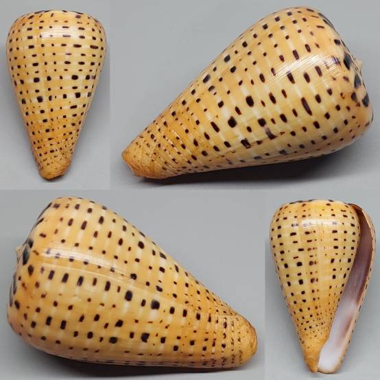 shellauction.net :: Conus betulinus - 3711439