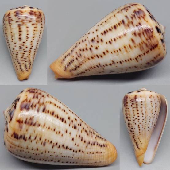 shellauction.net :: Conus betulinus - 3711440