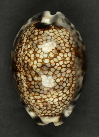 shellauction.net :: Cypraea histrio westralis - 3711626