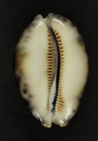 shellauction.net :: Cypraea histrio westralis - 3711626