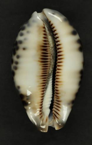 shellauction.net :: Cypraea histrio histrio - 3711642