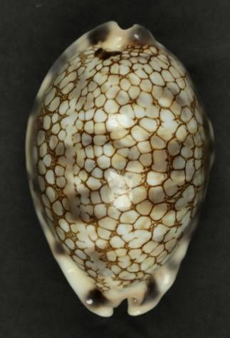 shellauction.net :: Cypraea histrio histrio - 3711645