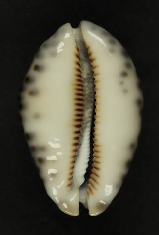 shellauction.net :: Cypraea histrio histrio - 3711645