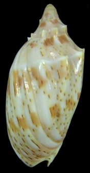 shellauction.net :: Cymbiola pulchra wisemani - 3711652