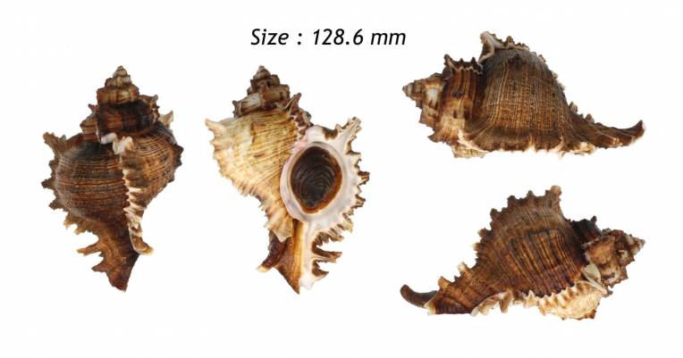 shellauction.net :: Chicoreus ramosus - 3711744