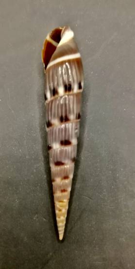 shellauction.net :: Hastula strigilata - 3711758