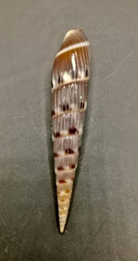 shellauction.net :: Hastula strigilata - 3711758