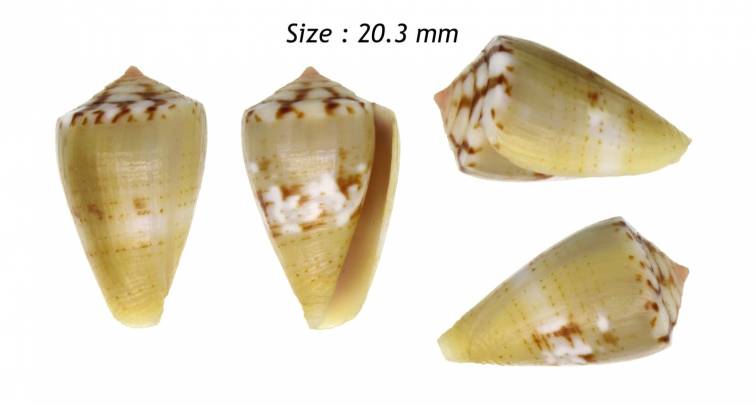shellauction.net :: Conus mauricioi - 3711761