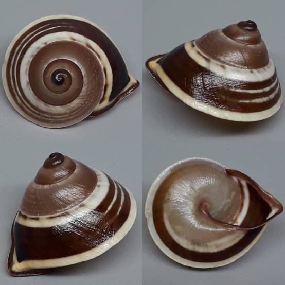 shellauction.net :: Rhynchotrochus sp. - 3711794