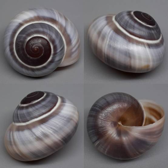 shellauction.net :: Xesta luctuosa butonensis - 3711820