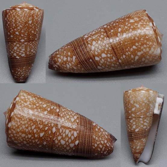 shellauction.net :: Conus nobilis victor - 3712014