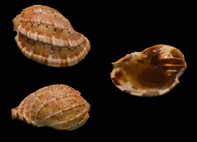 shellauction.net :: Harpa davidis - 3712130