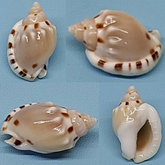 shellauction.net :: Casmaria ponderosa - 3712286