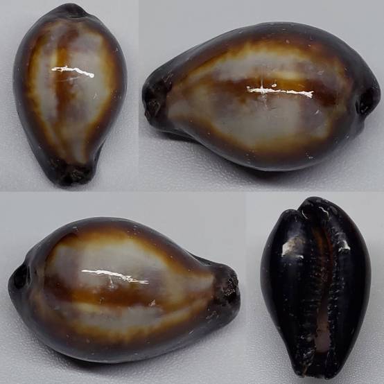 shellauction.net :: Erronea onyx - 3712486