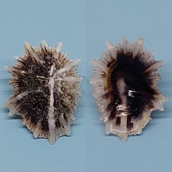 shellauction.net :: Siphonaria atra - 3712499