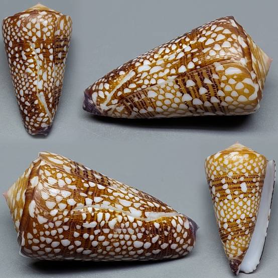 shellauction.net :: Conus victor - 3712741