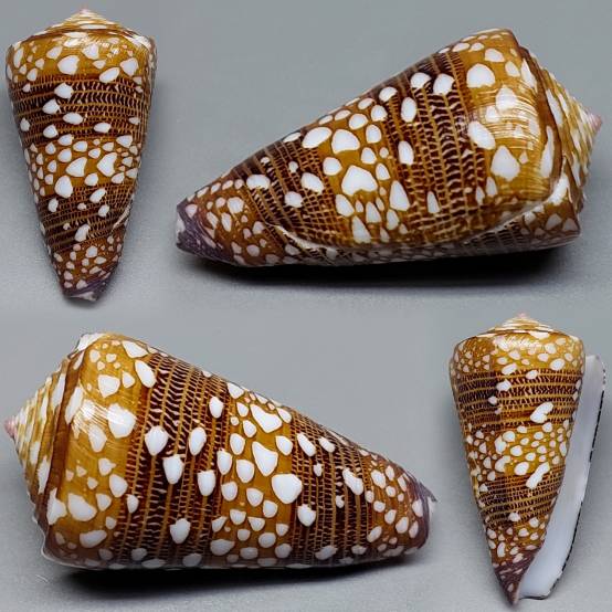 shellauction.net :: Conus victor - 3712745