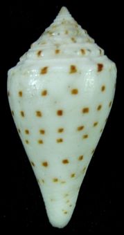 shellauction.net :: Conus stupella - 3712986