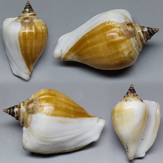 shellauction.net :: Laevistrombus canarium - 3713028