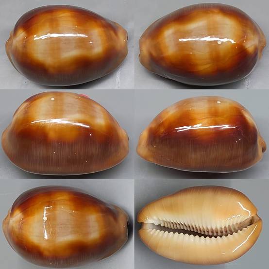 shellauction.net :: Lyncina ventriculus - 3713061