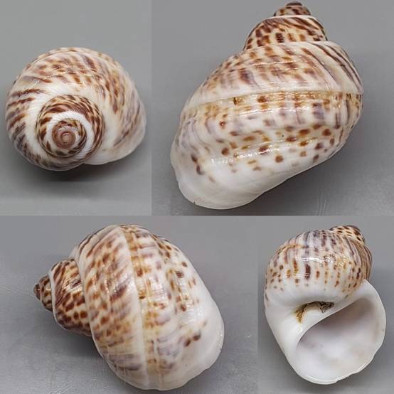 shellauction.net :: Natica tigrina - 3713224