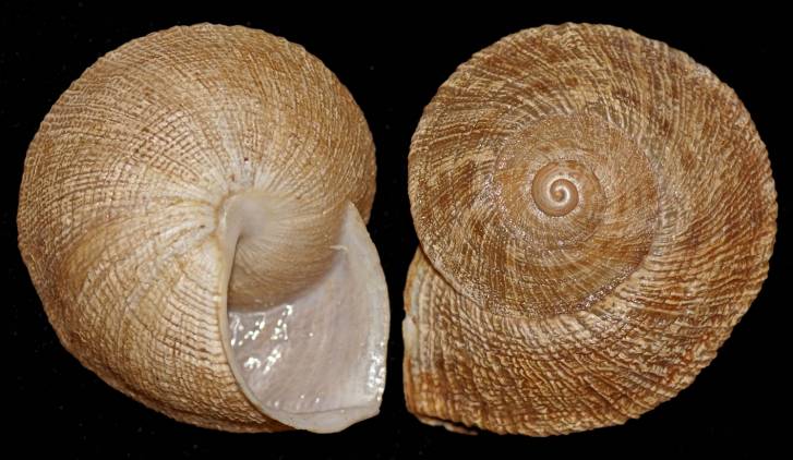 shellauction.net :: Iberus gualtieranus intermedius - 3713421
