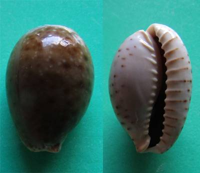 shellauction.net :: Naria marginalis - 3713589