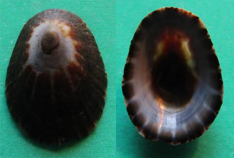shellauction.net :: Scutellastra granularis - 3713591