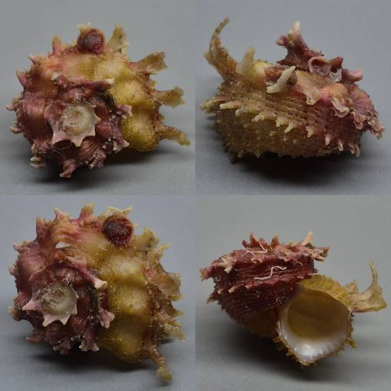 shellauction.net :: Angaria poppei - 3713746