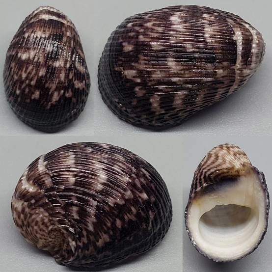 shellauction.net :: Nerita signata - 3713852