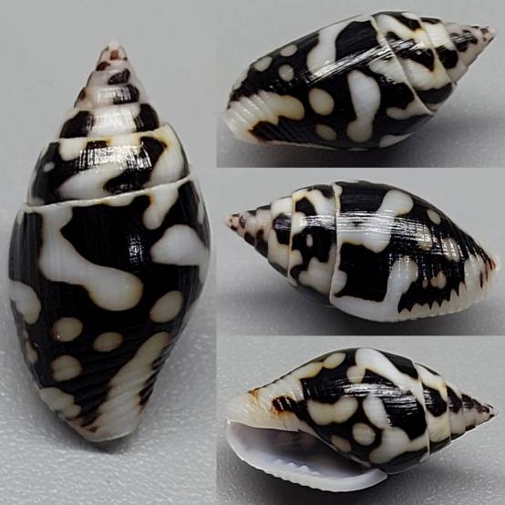 shellauction.net :: Pyrene flava - 3713885