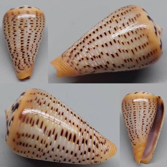 shellauction.net :: Conus betulinus - 3713983