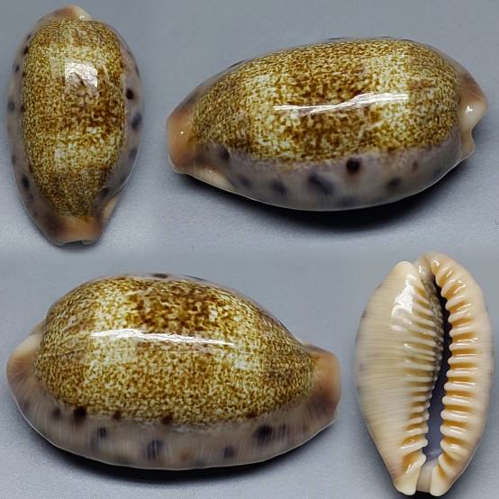 shellauction.net :: Erronea caurica - 3713999